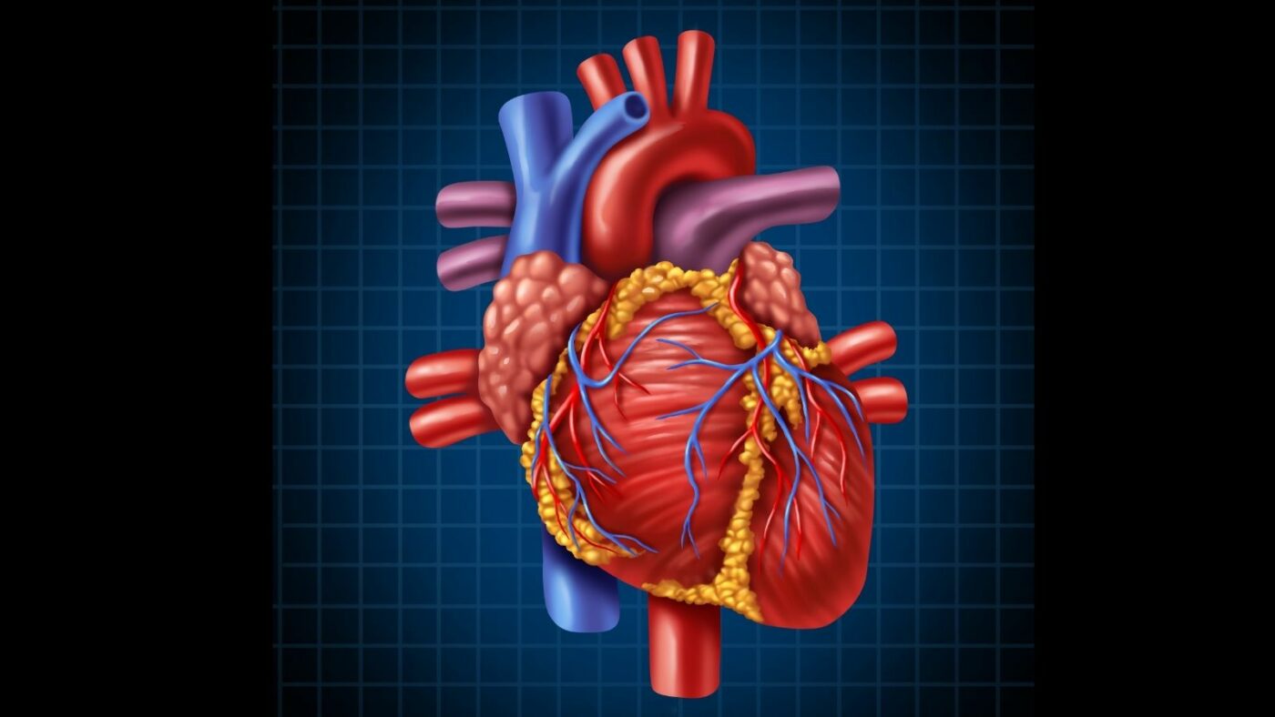 Abdominal Aort Anevrizması: Belirtileri ve Ameliyatı - Prof. Doktor ...
